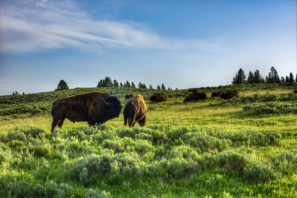 Gary M Slane Art Collection