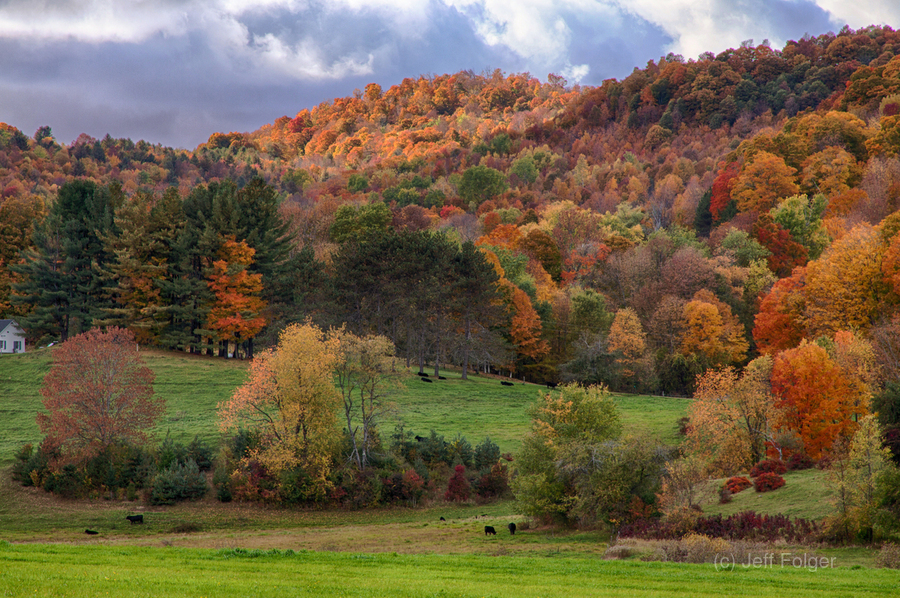 The cows are in the dell by Jeff Folger Wall Art