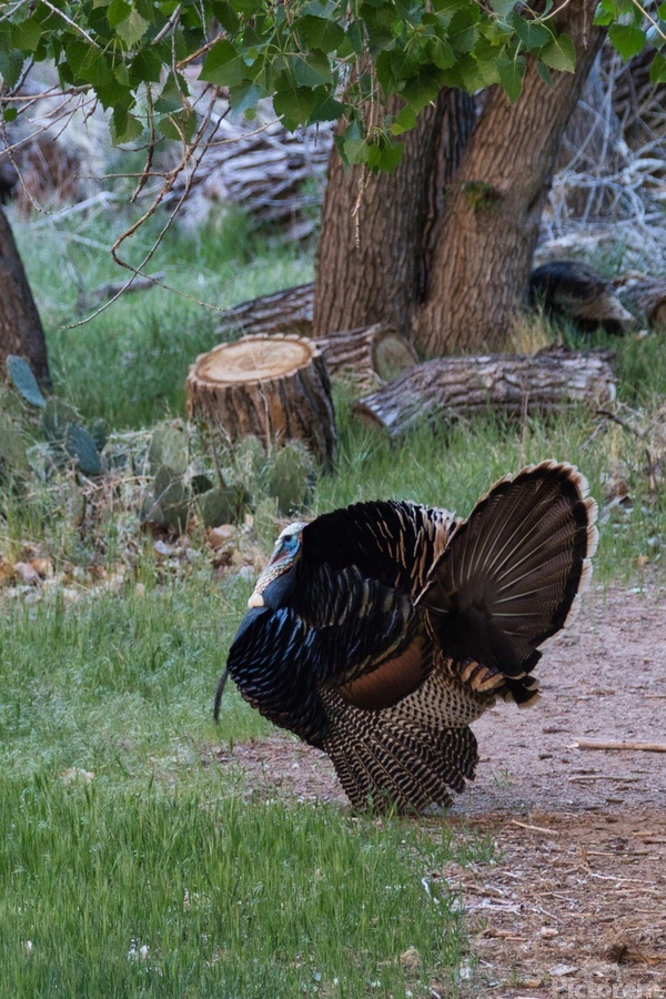 Male Turkey by Bethany s Wanderlust Photography Wall Art