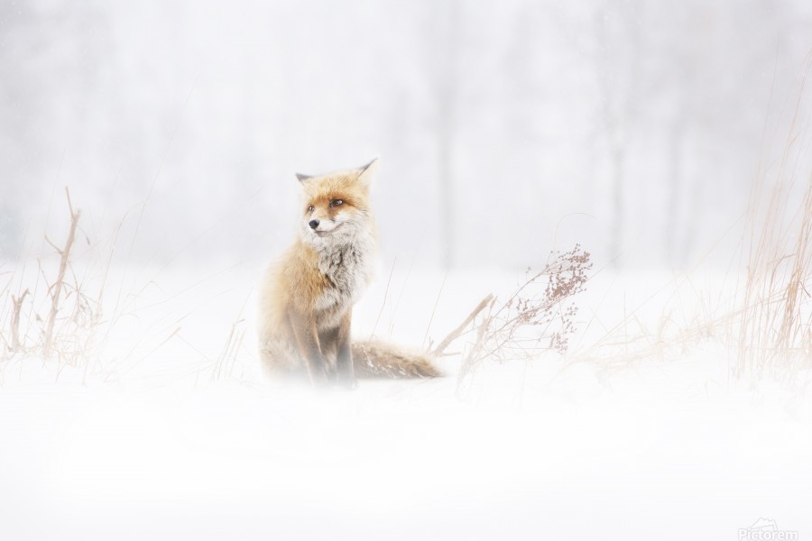 Waiting... by 1x Wall Art