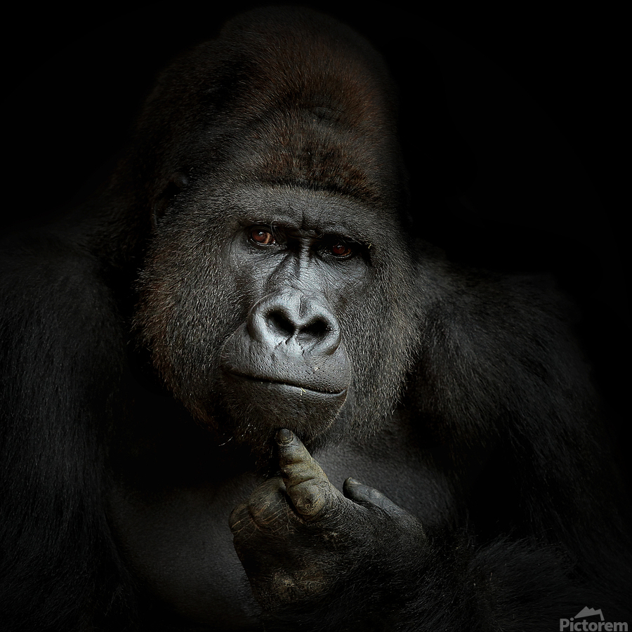 ego cogito, ergo sum by 1x Wall Art