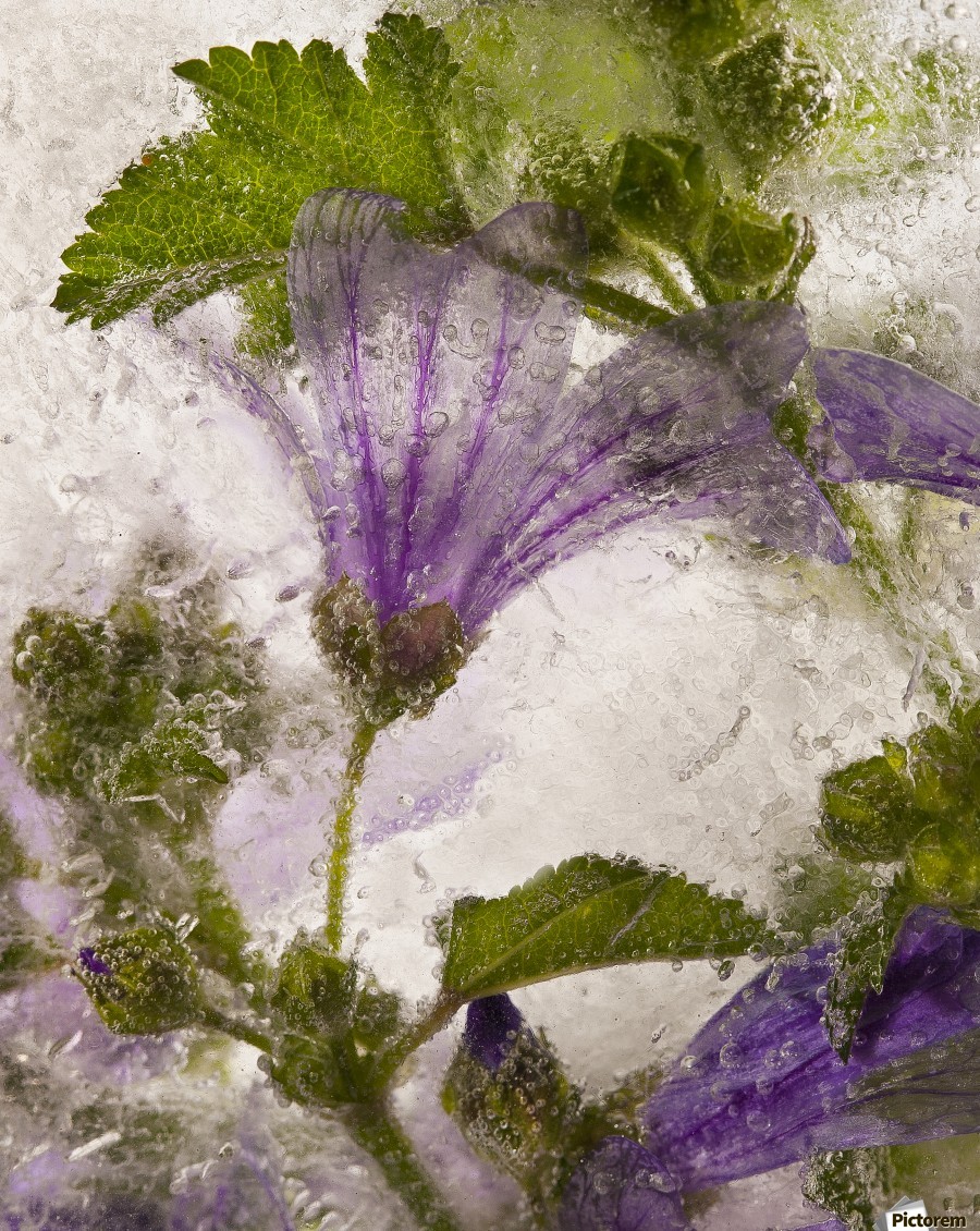 Frozen mallow flower by 1x Wall Art