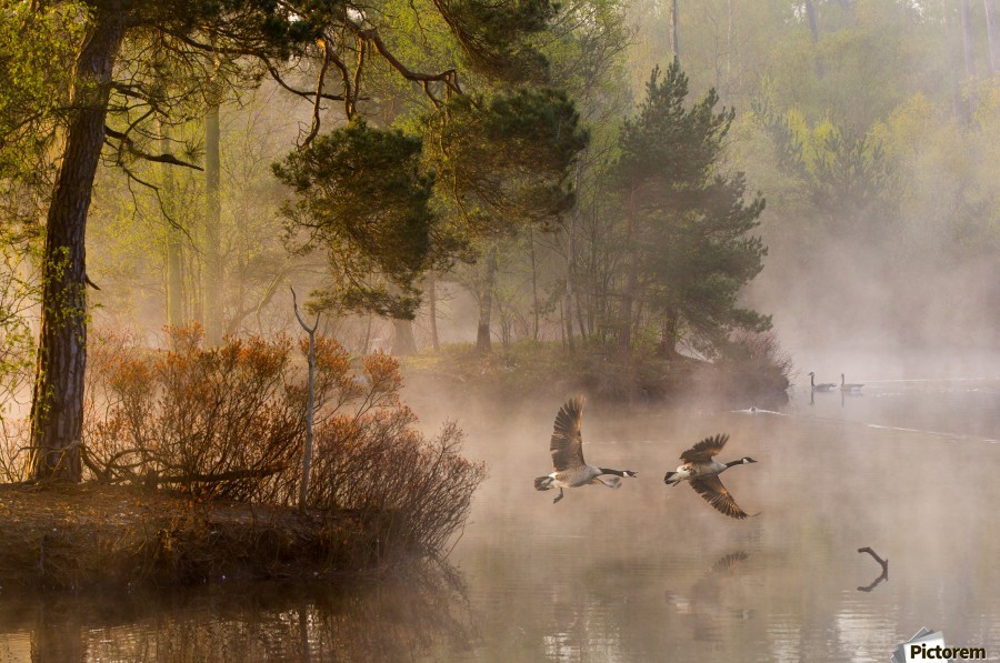 Goose fight by 1x Wall Art