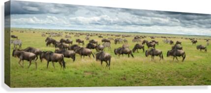 Great Migration in Serengeti Plains by Kirill Trubitsyn by 1x Wall Art