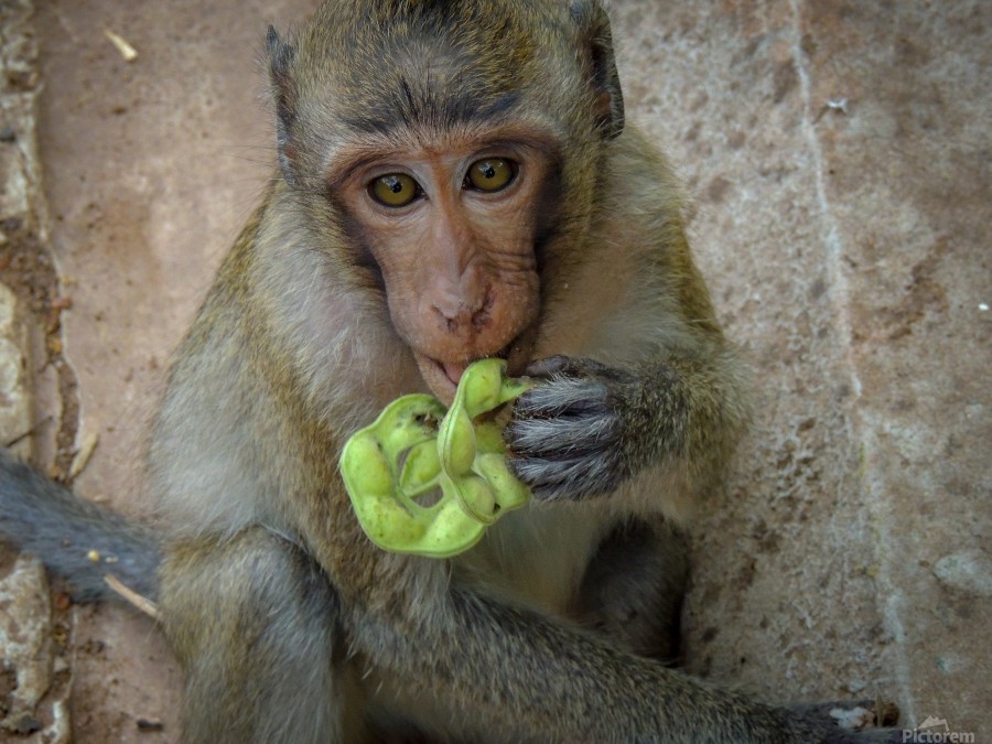 Monkey Beans by Dan Edel Wall Art