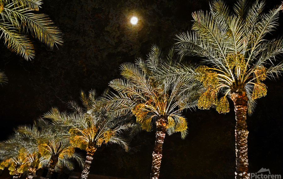 Phoenix Palms by Lawrence Costales Wall Art