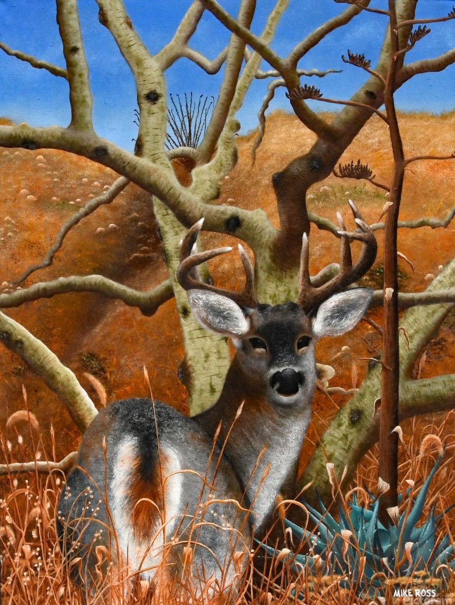 Coues Whitetail Deer by Mike Ross Wall Art