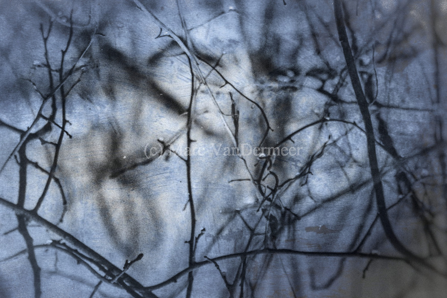 Forest Graffiti by Marc VanDermeer Wall Art