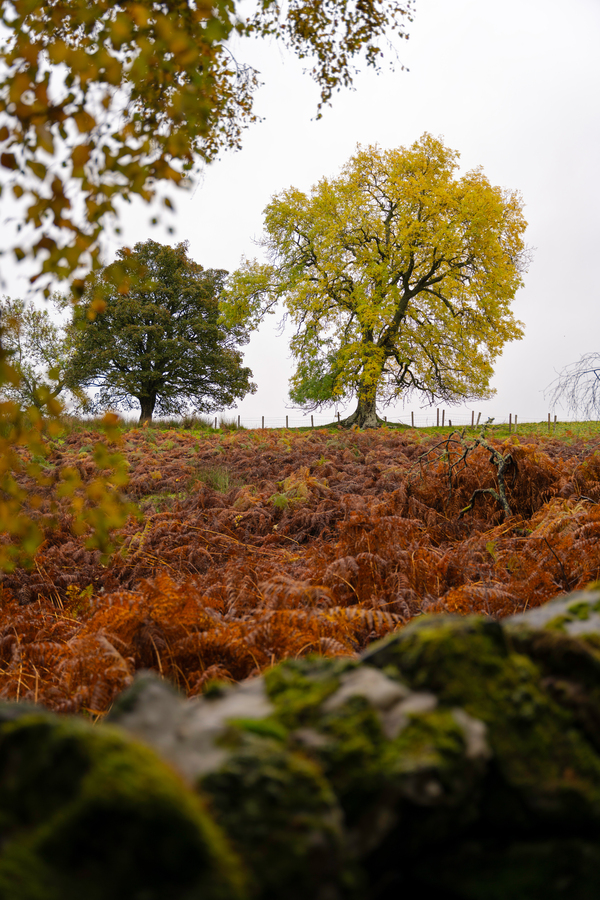 Falls of Acharn tree by Brad Scott Wall Art