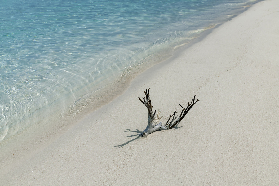 Staniel Cay Driftwood by Brad Scott Wall Art