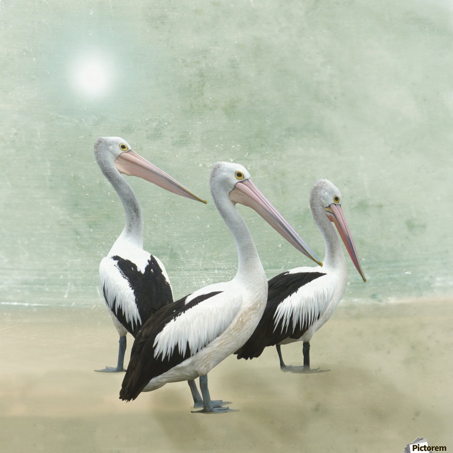 Pelican Beach by David Dehner Wall Art