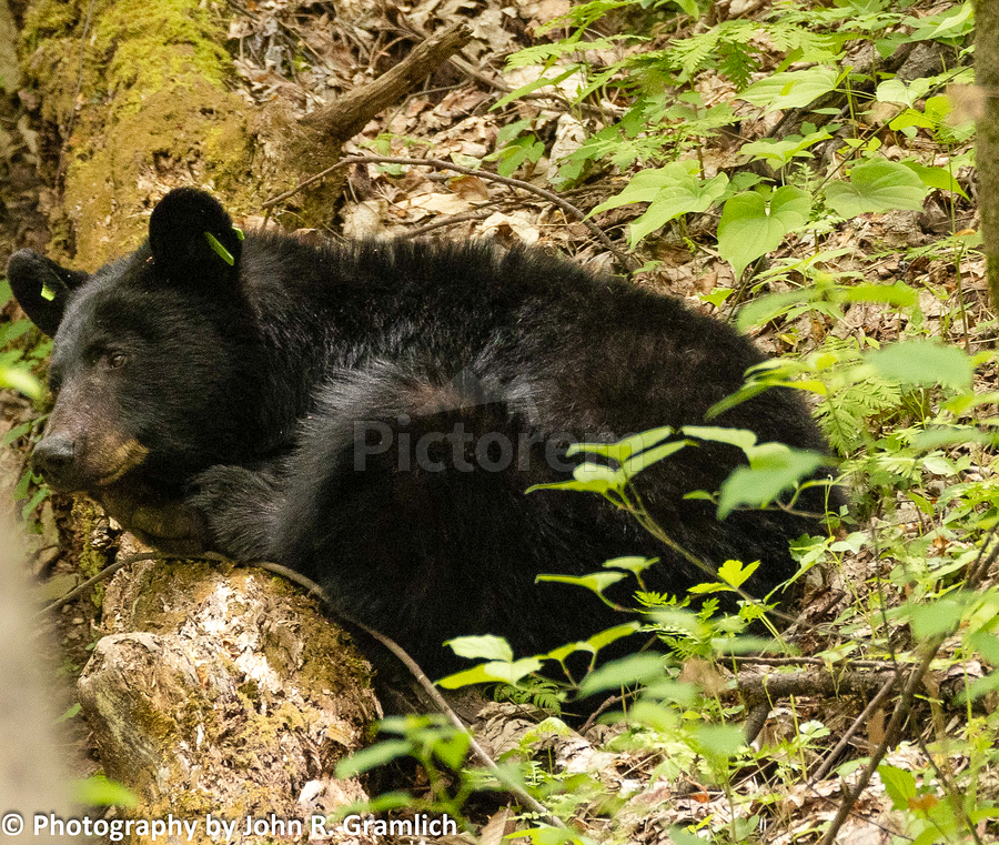 Napping Bear by Vividscope Wall Art