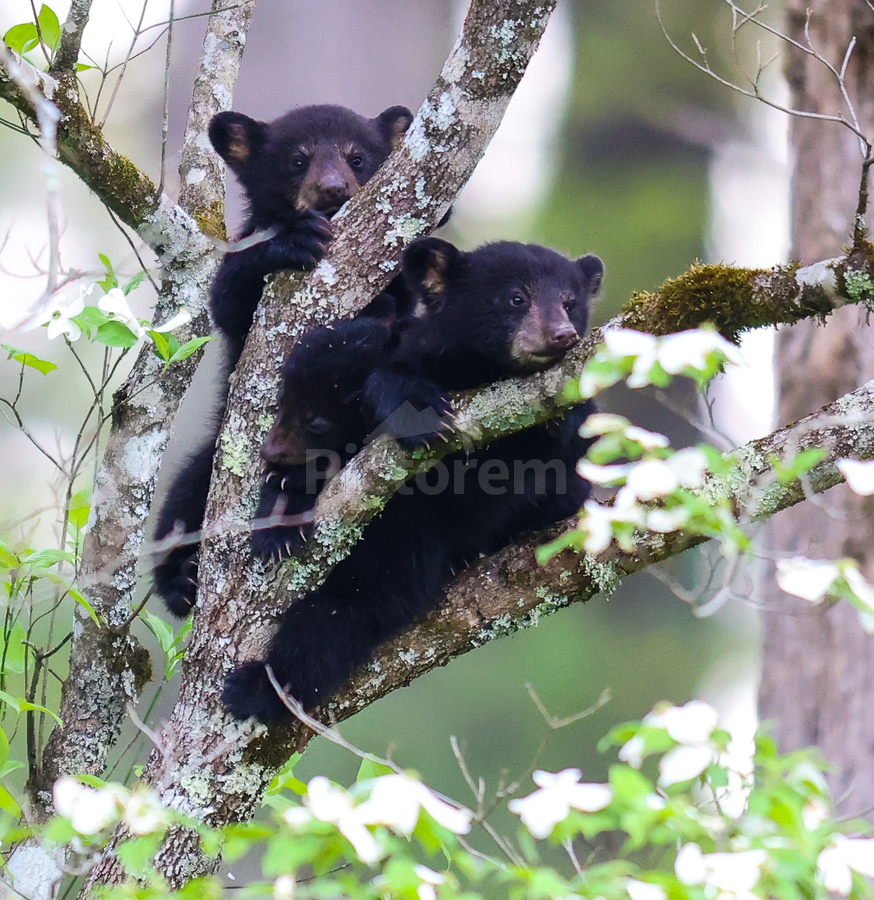 Cuddled Siblings by Vividscope Wall Art