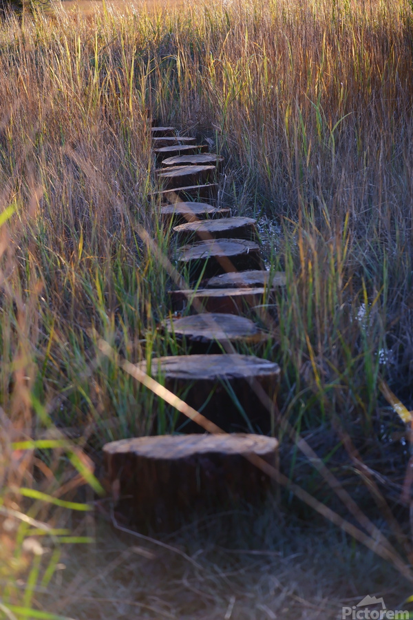 Pathway by Peter Lindsey Wall Art