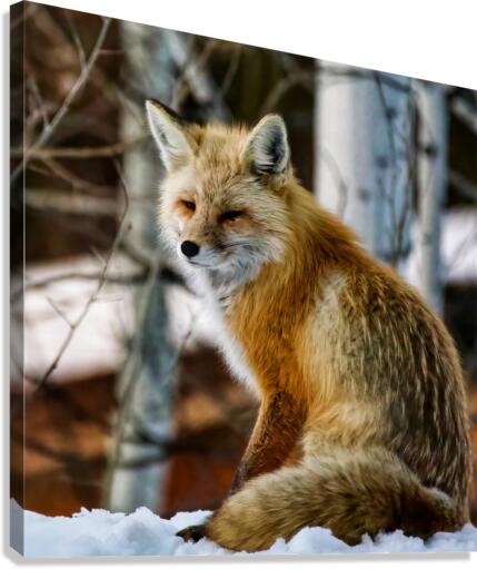 Foxy lady par JenMas