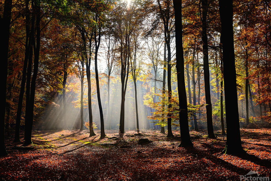 beautiful shot forest with yellow green leafed trees with sun shining ...