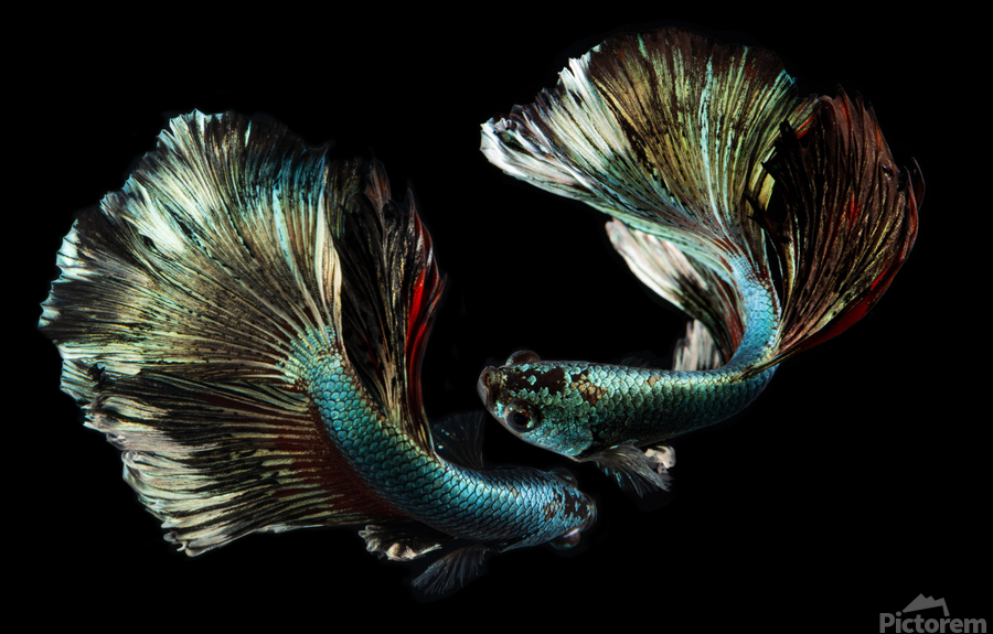 silver golden copper color betta fish by Paul Oketta Yot Wall Art