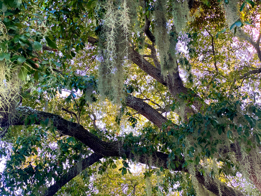 Stunning Tree by Marilyn Korchi Wall Art