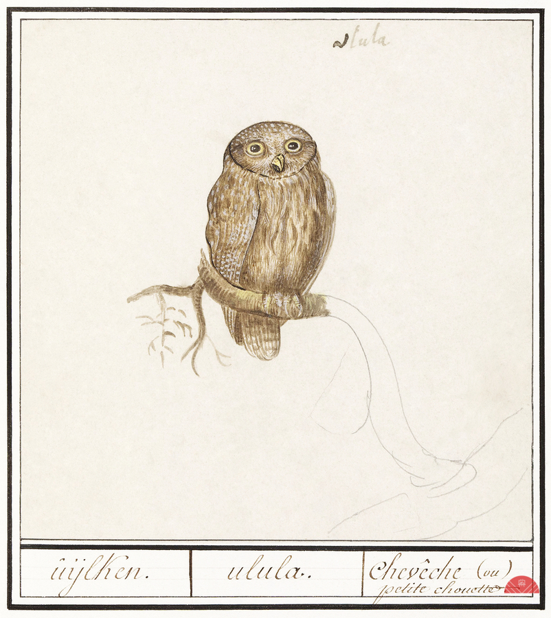 Pygmy owl in vintage style by IStockHistory com Wall Art