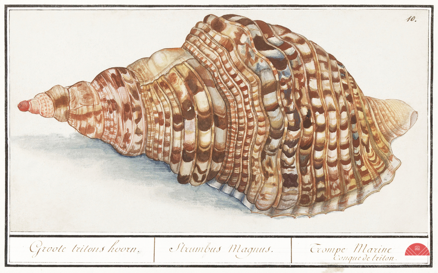 Tritons trumpet in vintage style by IStockHistory com Wall Art