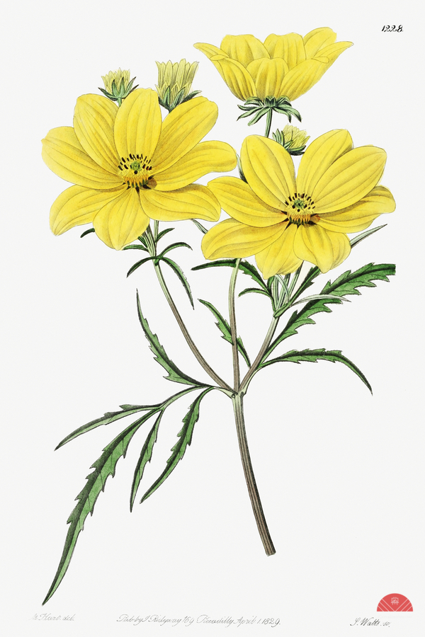 Golden coreopsis from Edwards Botanical Register 1829-1847 by Sydenham ...