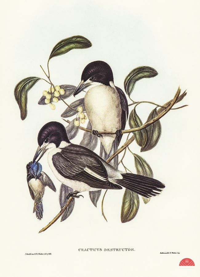 Butcher-Bird Cracticus destructor illustrated by Elizabeth Gould 1804 ...