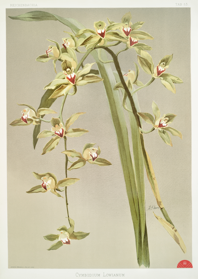 Cymbidium lowianum from Reichenbachia Orchids 1888-1894 illustrated by ...
