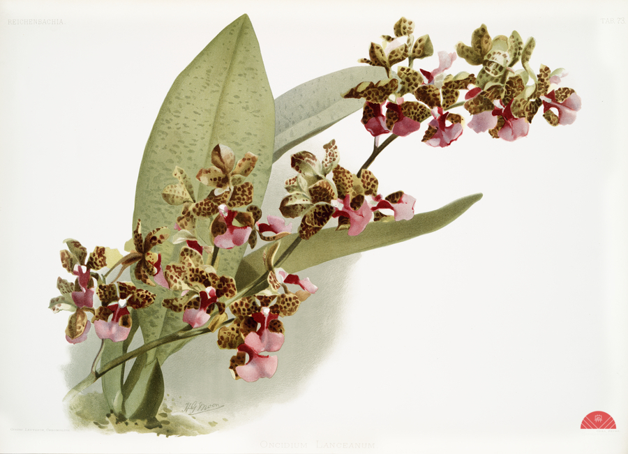 Oncidium lanceanum from Reichenbachia Orchids 1888-1894 illustrated by ...