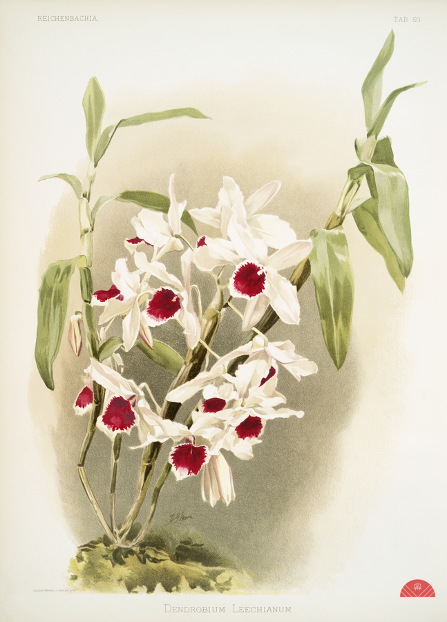 Dendrobium leechianum from Reichenbachia Orchids 1888-1894 illustrated ...