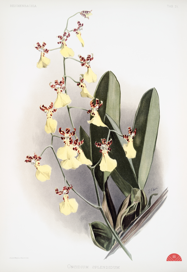 Oncidium splendidum from Reichenbachia Orchids 1888-1894 illustrated by ...