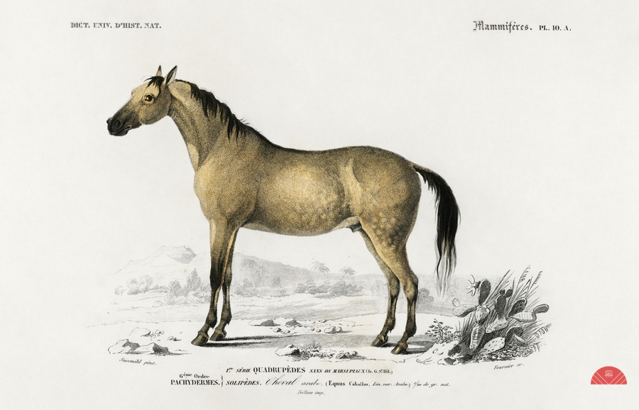 equus caballus
