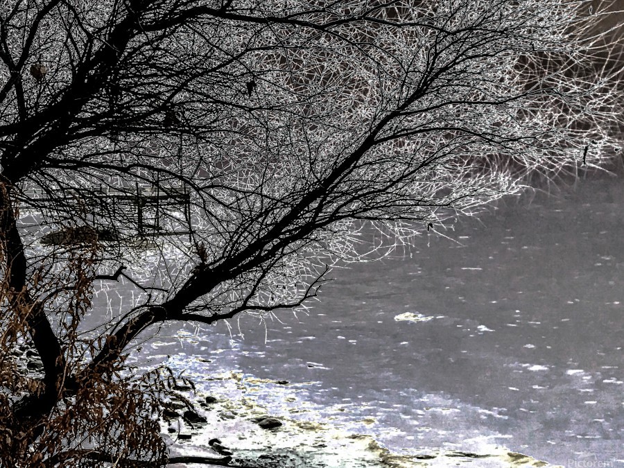 Iced Tree by William Norton Photography Wall Art