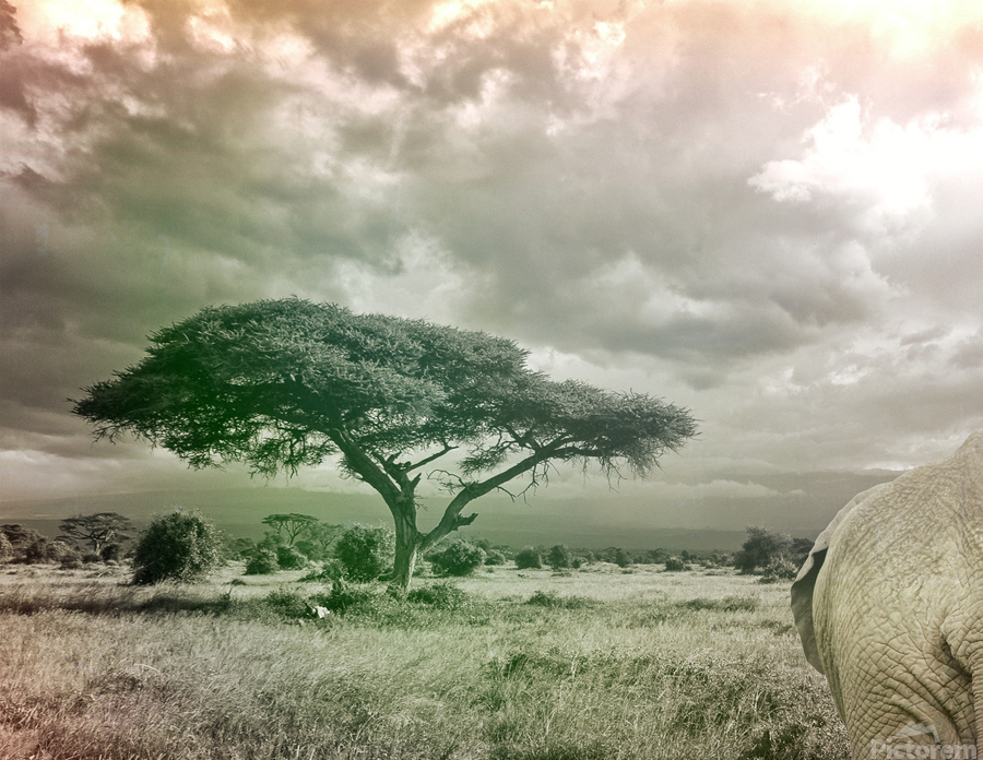 African Elephant In The Savannah by Wrangler Walker Wall Art