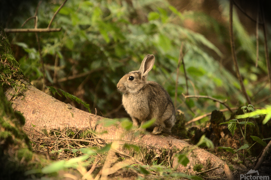 Wild Irish Rabbit by Jim Fitzpatrick Wall Art