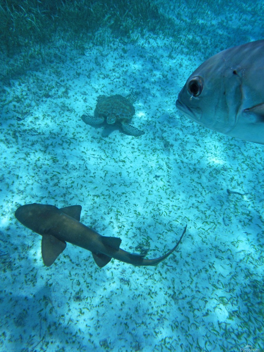 Photo Bomb Fish by Senthia Sanders Wall Art