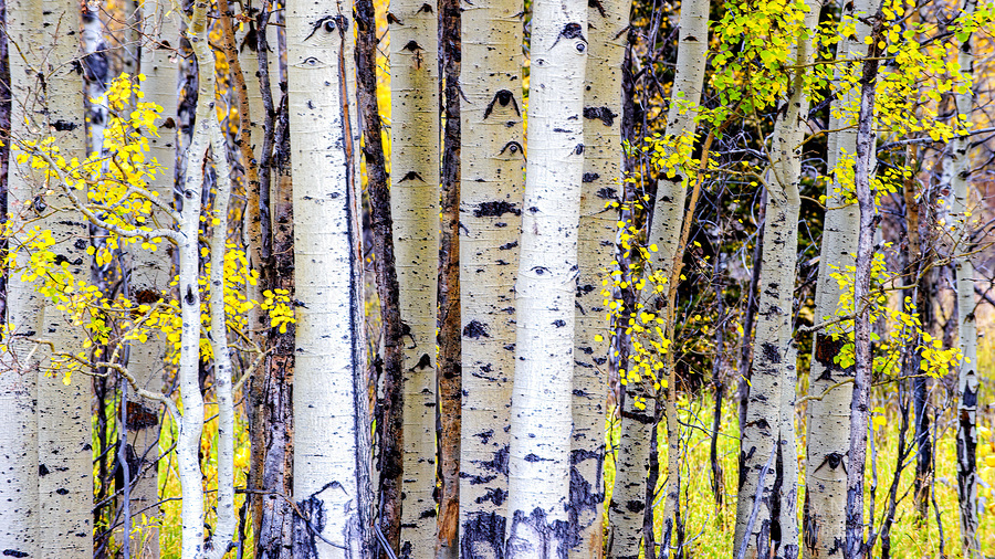 Aspen Trees by Trey Neal Natures Wildscapes Wall Art