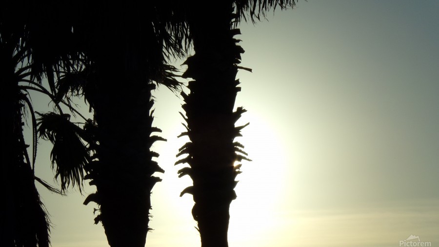 Sunlit Palms by Jolan Cecil Wall Art