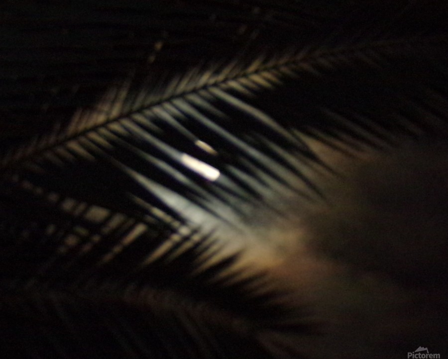 Moonlit Palms by Jolan Cecil Wall Art