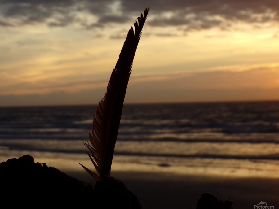 Feather by Jolan Cecil Wall Art