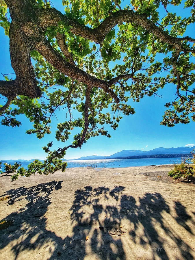 Tree and Shadow - Full Color by Adam Copp Wall Art