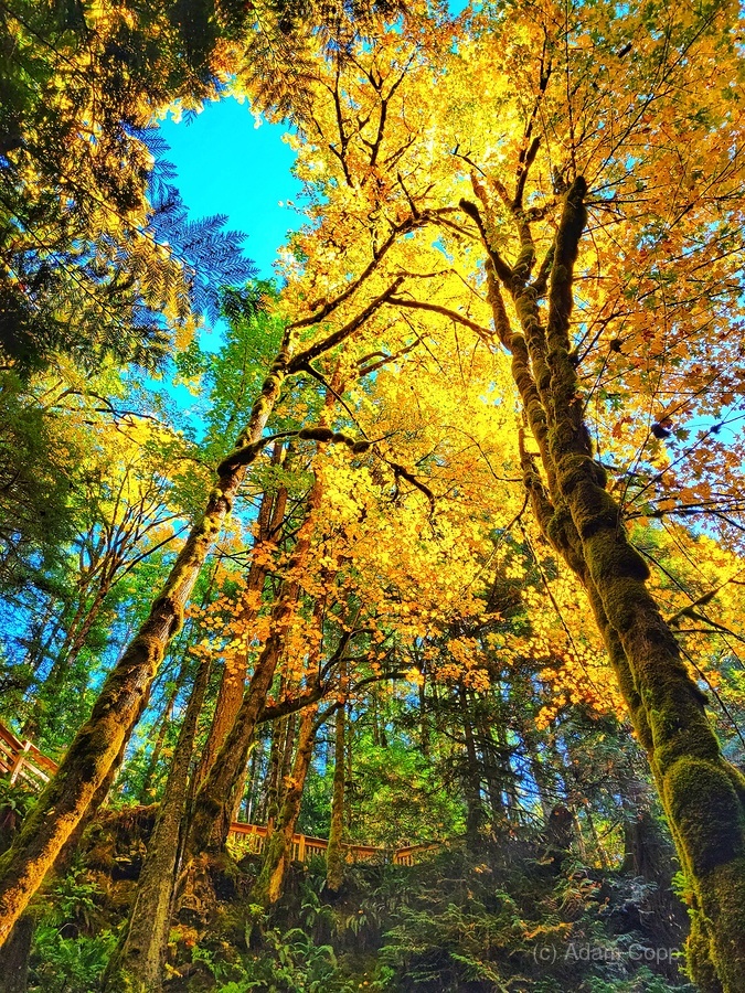 Fall Colors by Adam Copp Wall Art