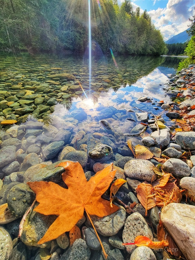 River Leaf Reflections by Adam Copp Wall Art