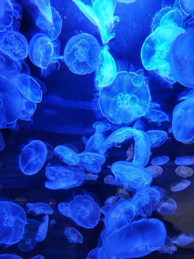 Jellyfish Blue by Adam Copp Wall Art