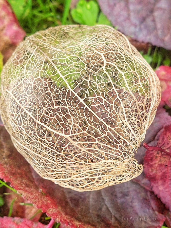 Seed Shell by Adam Copp Wall Art