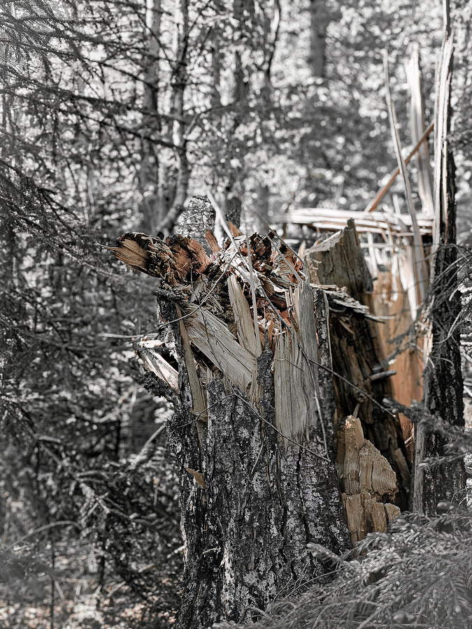 splintered tree