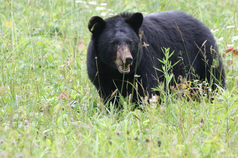 Bear out in field by John Balls art Wall Art