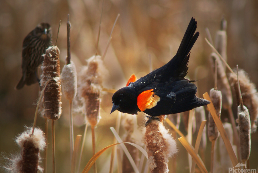 Redwing blackbird Red winged black bird sitting on a branch with a ...