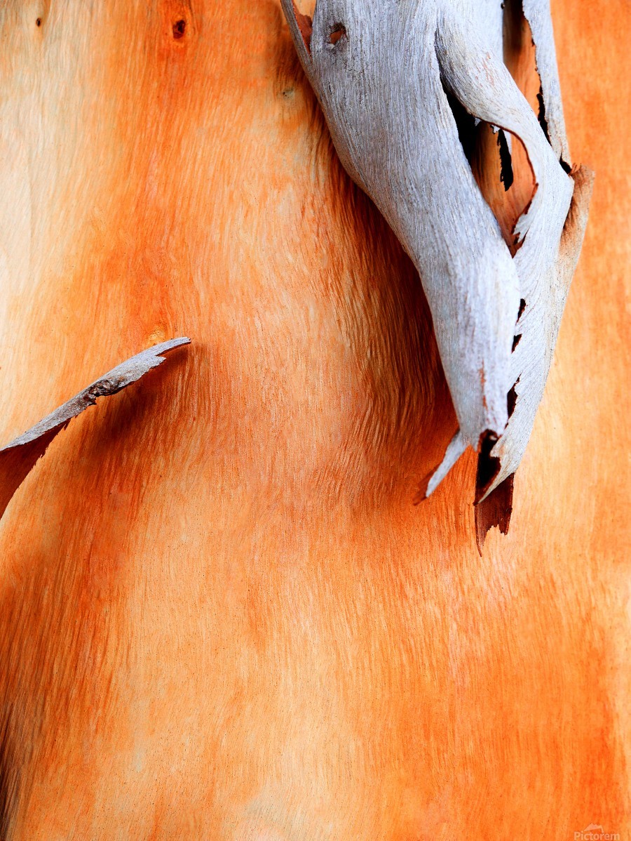Salmon Gum Tree Bark 7 by Lexa Harpell Wall Art