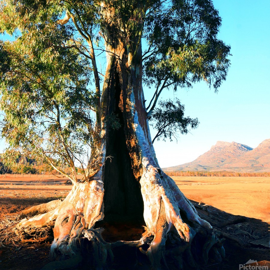 Endurance - Cazneaux Tree by Lexa Harpell Wall Art