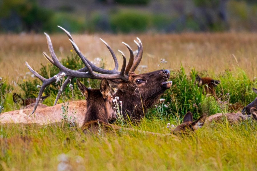 Wapiti in Rocky Mountain National Park by Philip Sanders Wall Art